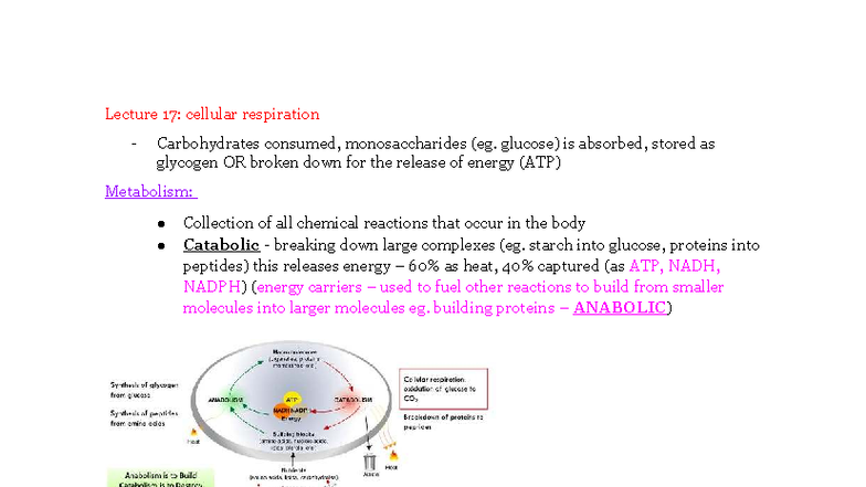 Human Bio: Lecture 17-18 - Cellular Respiration & Energy Fuels - Studocu