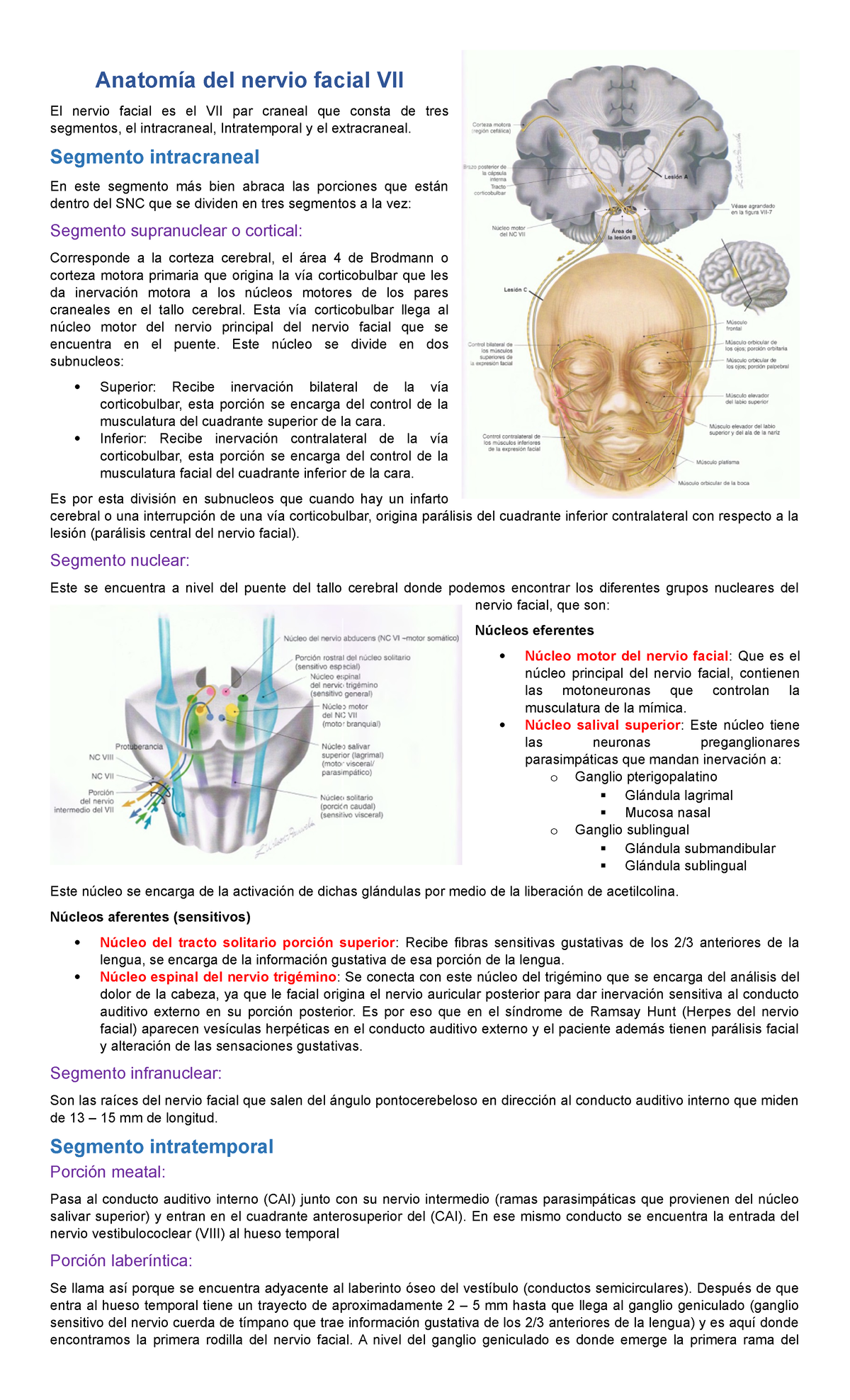 Anatomía del Nervio Facial VII: Estructura y Funciones Esenciales - Studocu
