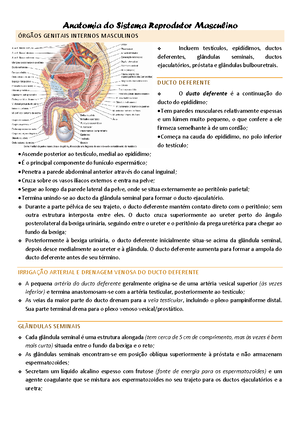 Anatomia (sistema genital masculino) - ESCROTO – saco de pele e tecido ...