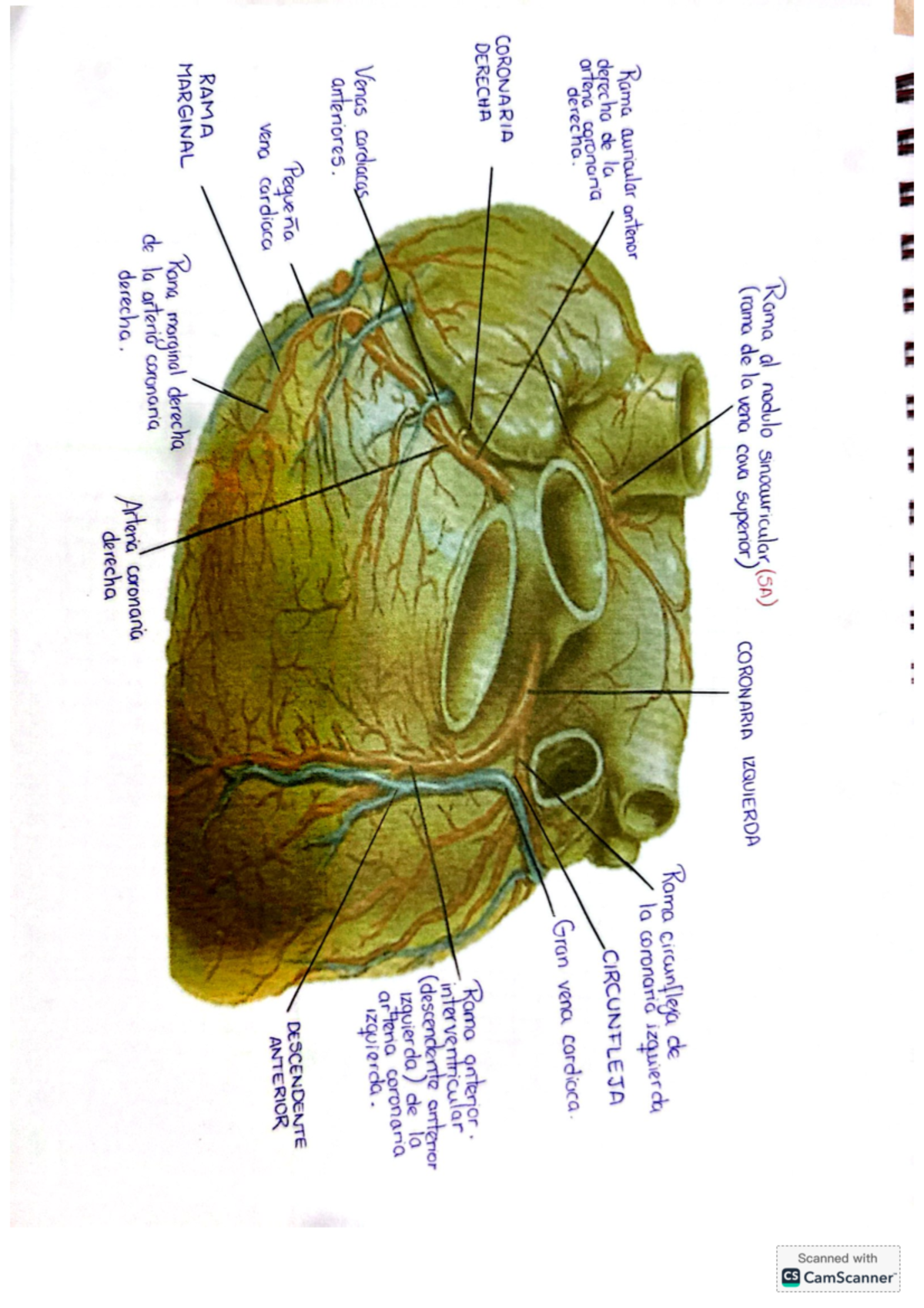 Arterias Coronarias - With Standa Rama al nodulo sinoauricular (SA) CS ...