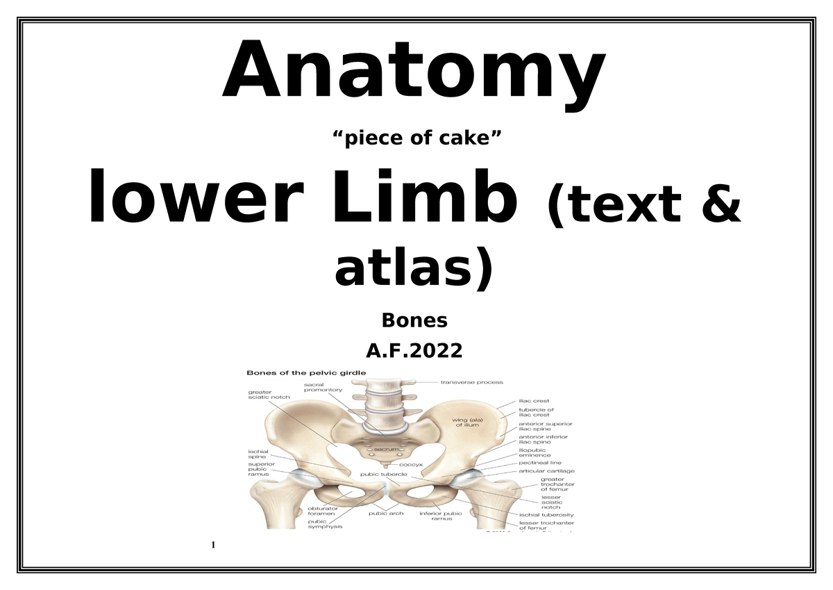 Lower Limb Anatomy: Comprehensive Guide to Bone Structure and Function - Studocu
