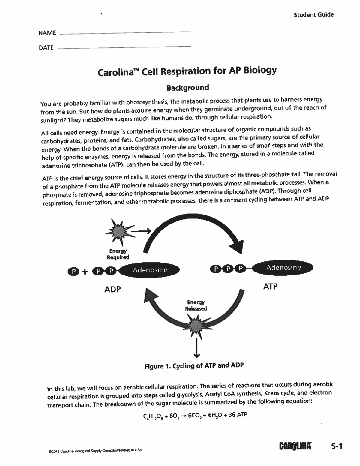 Carolina AP Biology Cellular Respiration Student Guide 2023-24 - Studocu