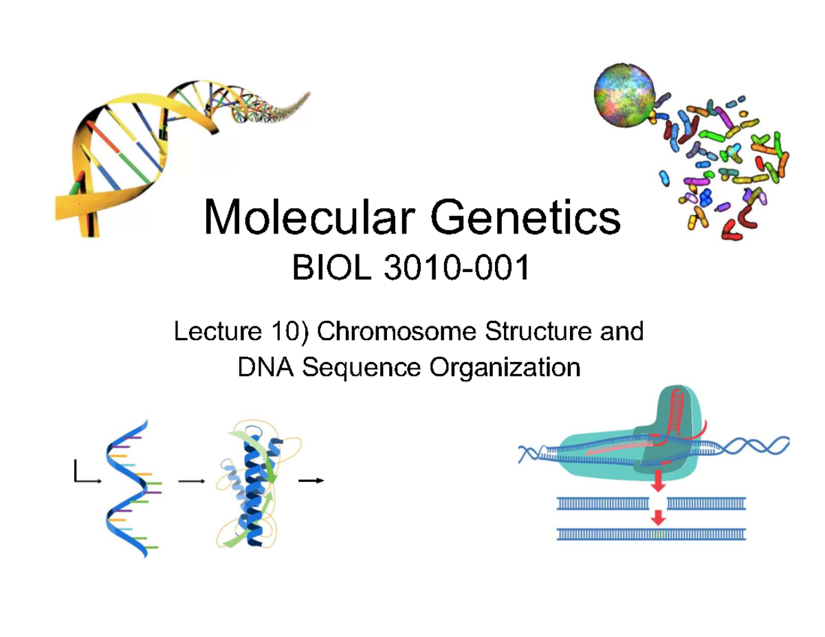 BIOL 3010-001 Lecture 10: Chromosome Structure & DNA Organization - Studocu