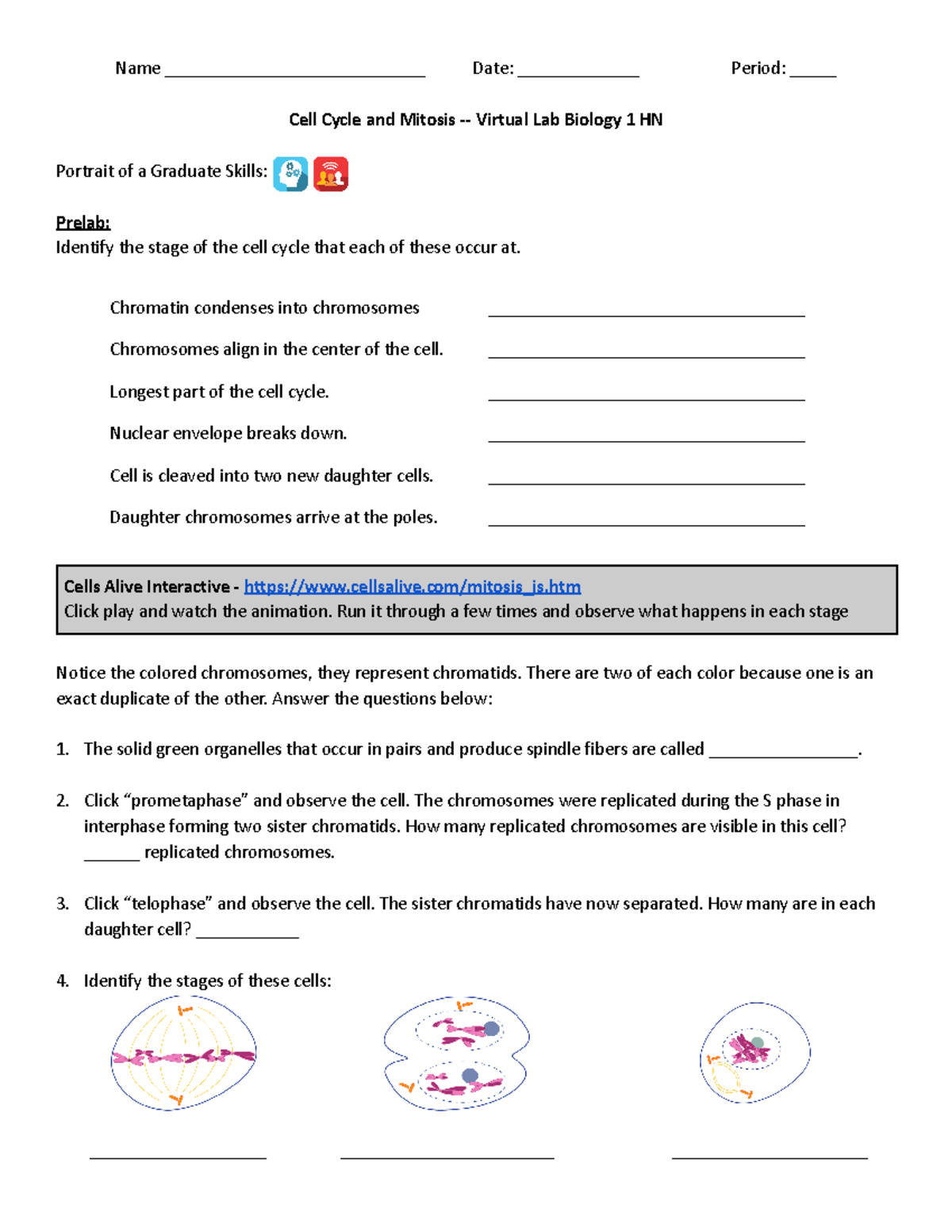 - 2. Cell Cycle and Mitosis Lab HN 22-23 - Name ...