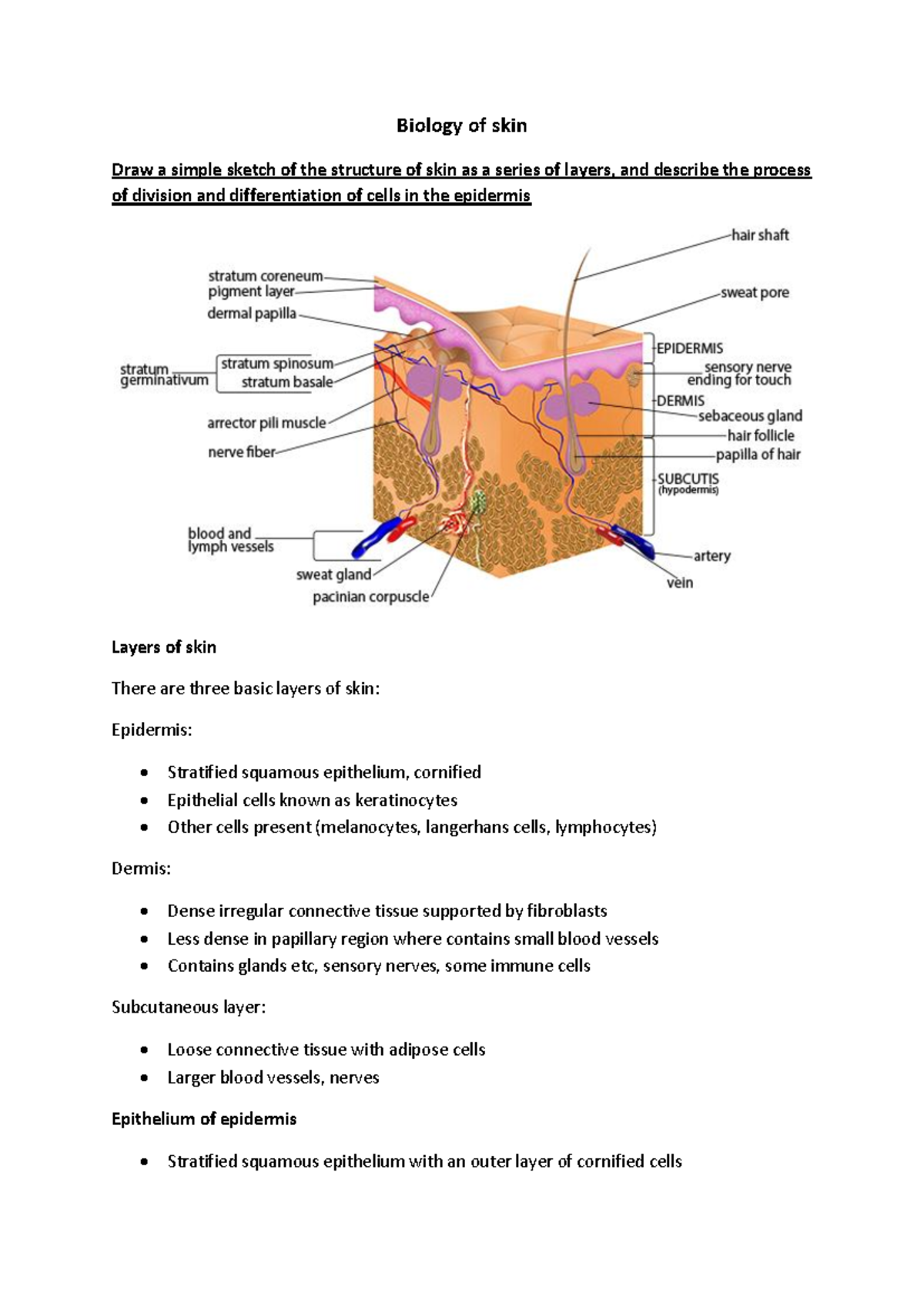 Biology of skin - Biology of skin Draw a simple sketch of the structure ...