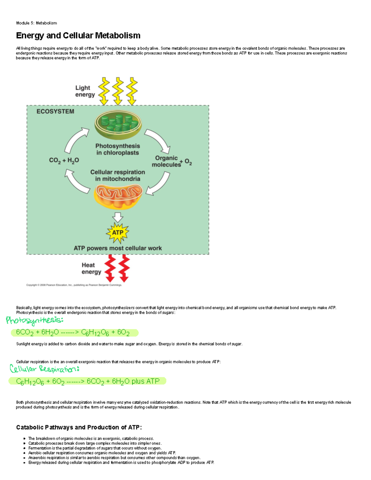 Module 5 Metabolism: Energy Processes in Cells and ATP Production - Studocu