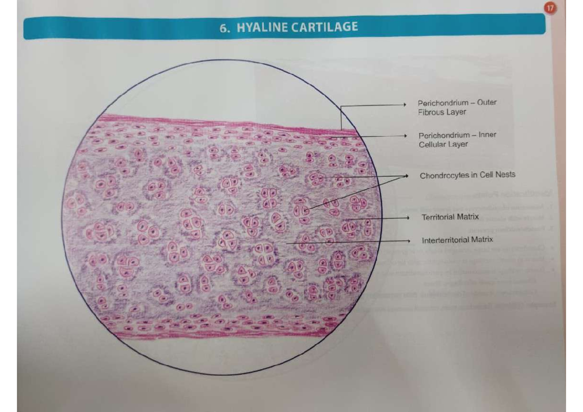 Histo 17-9: Bone and Cartilage Structure and Identification Notes - Studocu