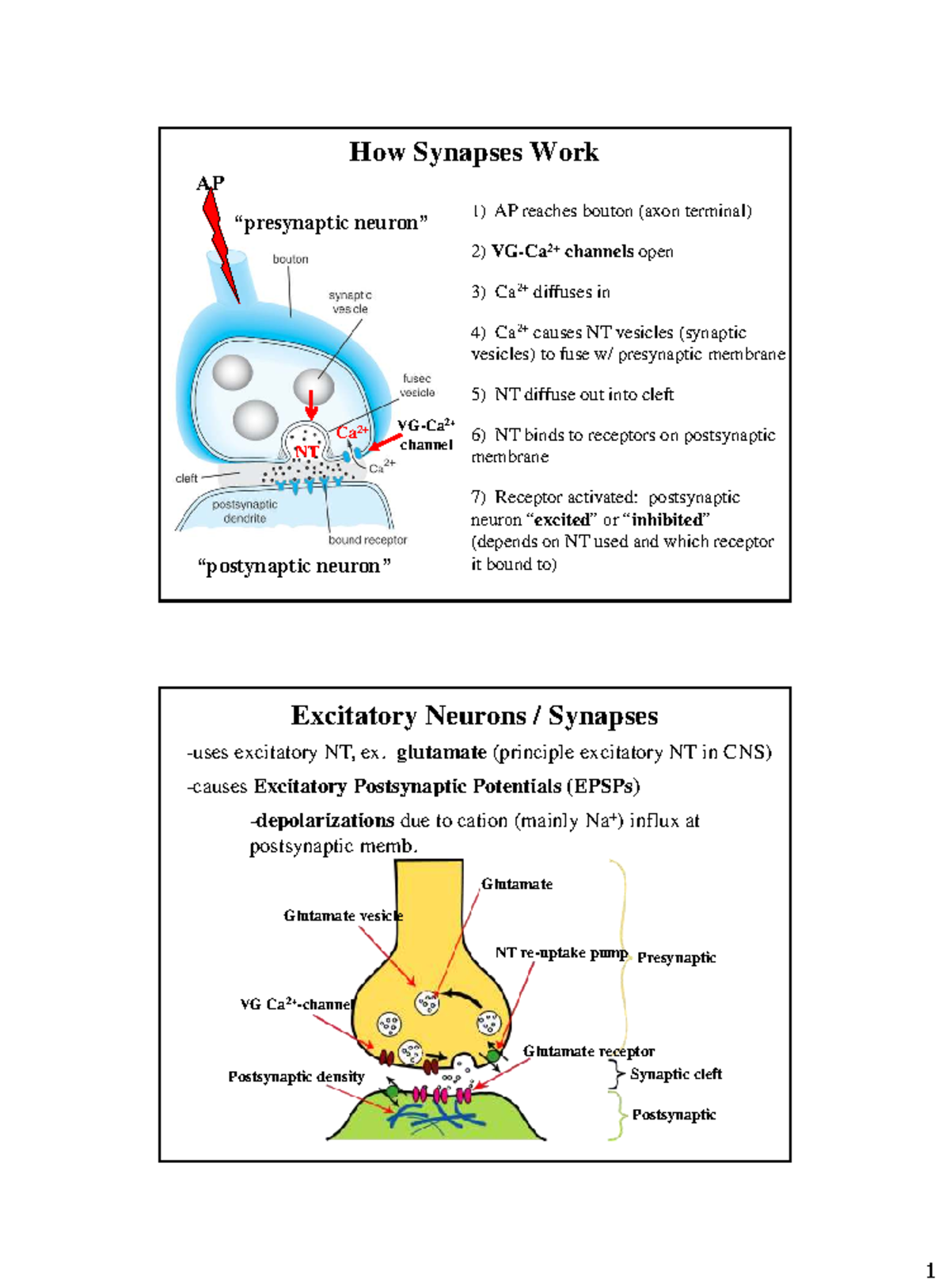 Human Physiology Exam Notes: Synapses & Neurotransmission (AP) - Studocu