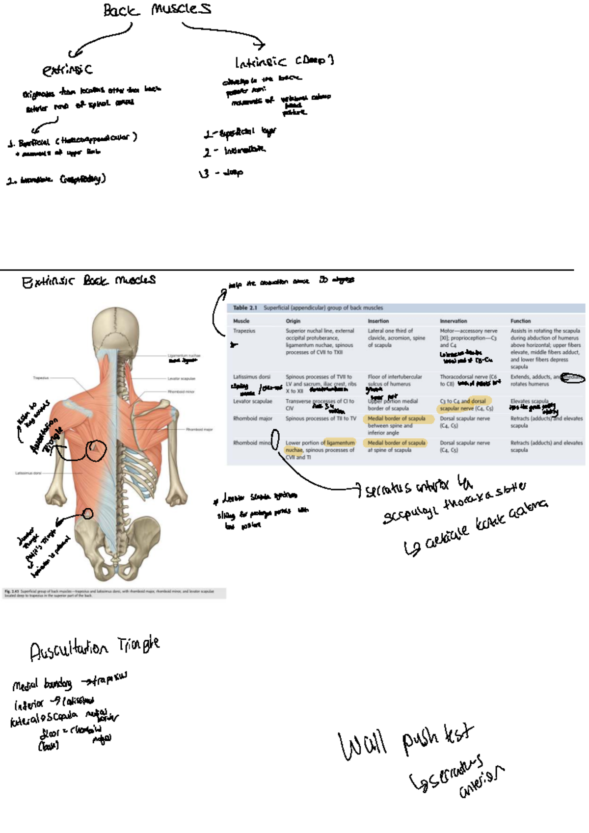 Baclk. MuCle S T: Anatomy of Back Muscles - Final Exam Notes (NS fJ 3 ...