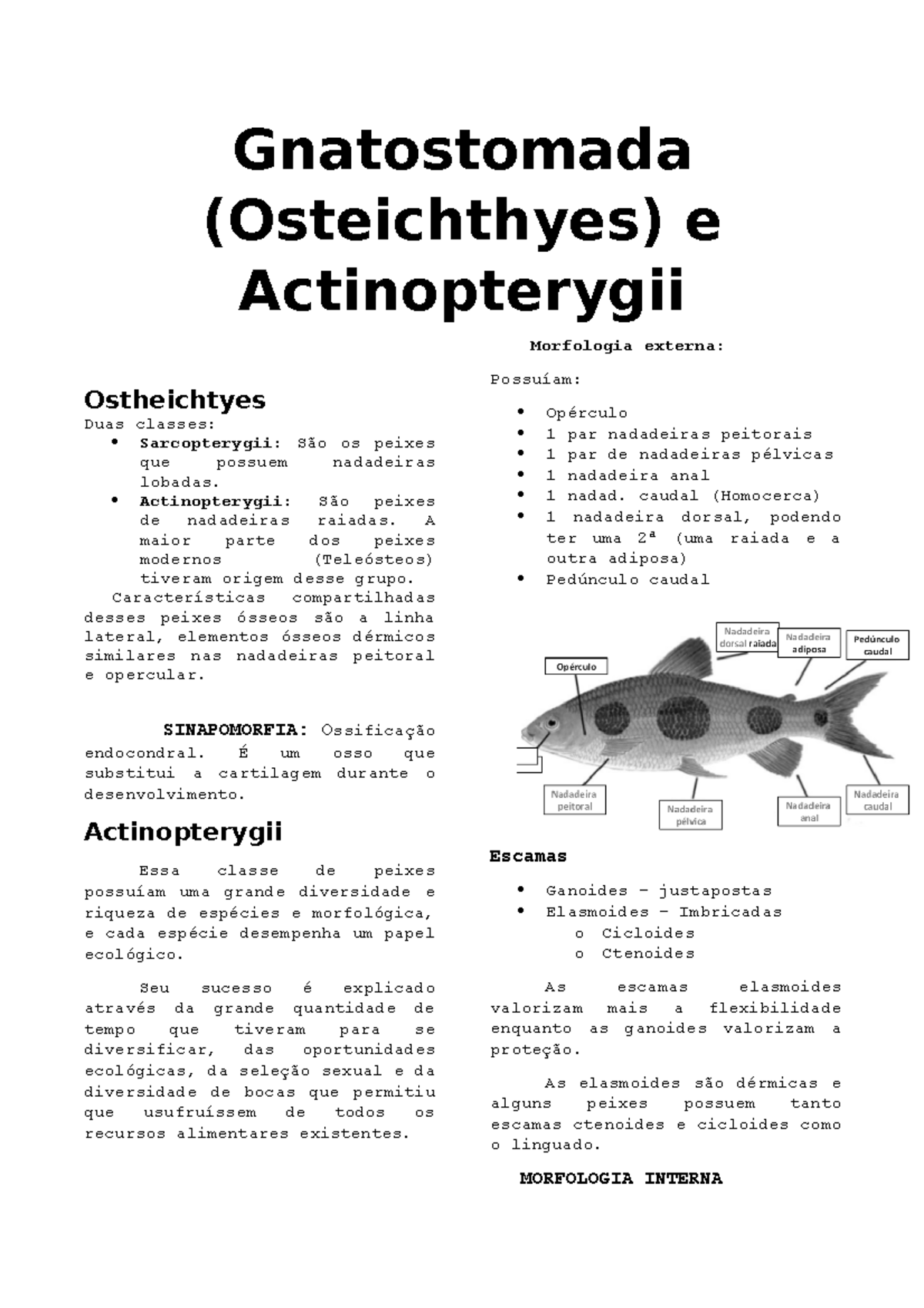 Gnathostomata (Osteichthyes) e Actinopterygii: Estruturas e Funções ...