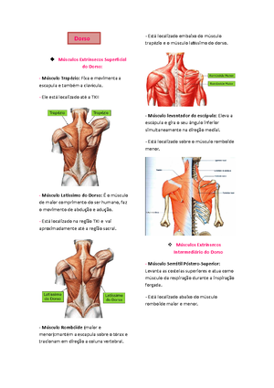 Resumo Vasos DO Membro Superior - VASCULARIZAÇÃO DO MEMBRO SUPERIOR ...