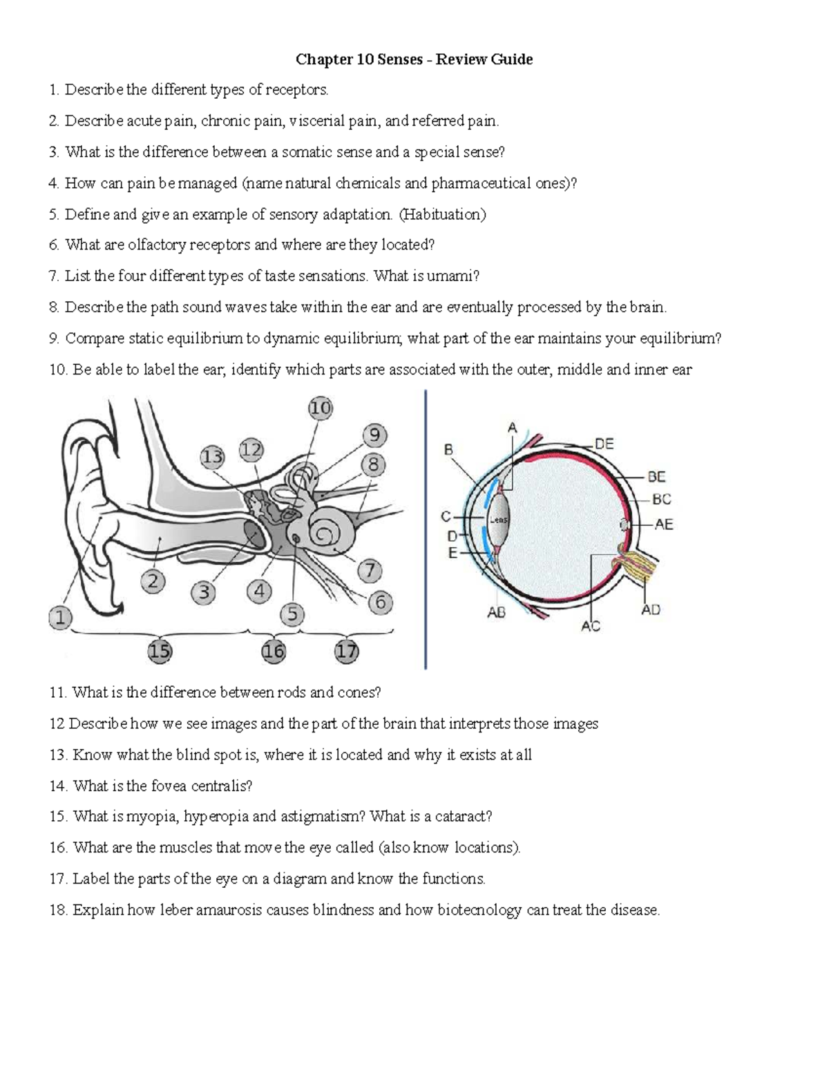 Chapter 10 Senses Review Sheet: Receptors, Pain, and Vision - Studocu