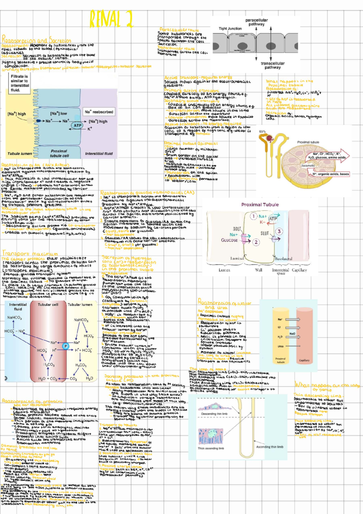 Biology 260130: Renal Paracellular Pathways and Transport Mechanisms ...