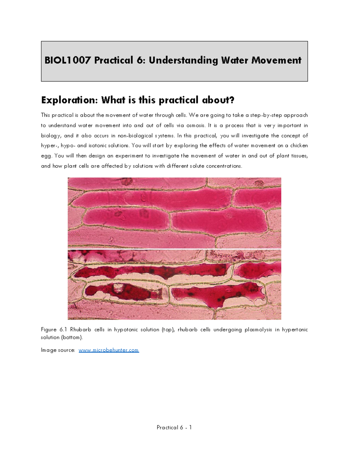 BIOL1007 Practical 6: Water Movement in Cells Lab Manual 2025 - Studocu