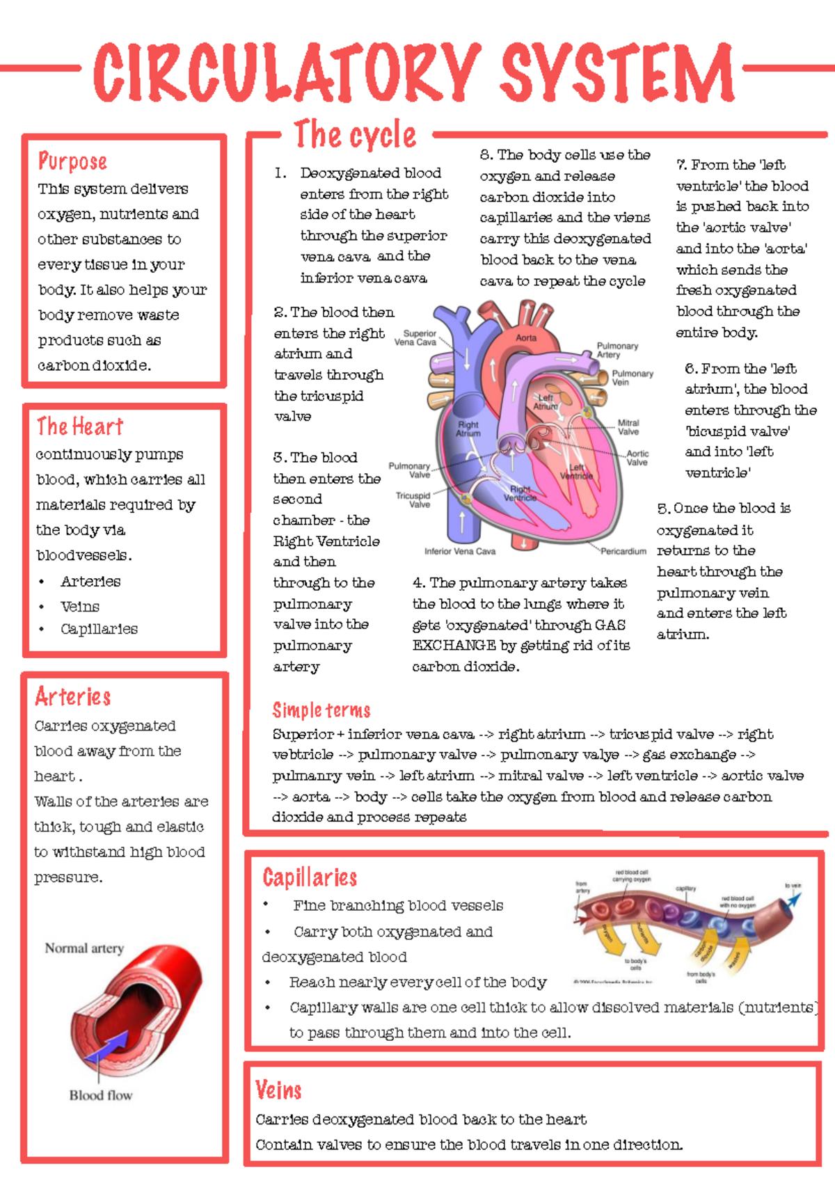 CIRCULATORY SYSTEM: Blood Flow and Gas Exchange Explained - Studocu