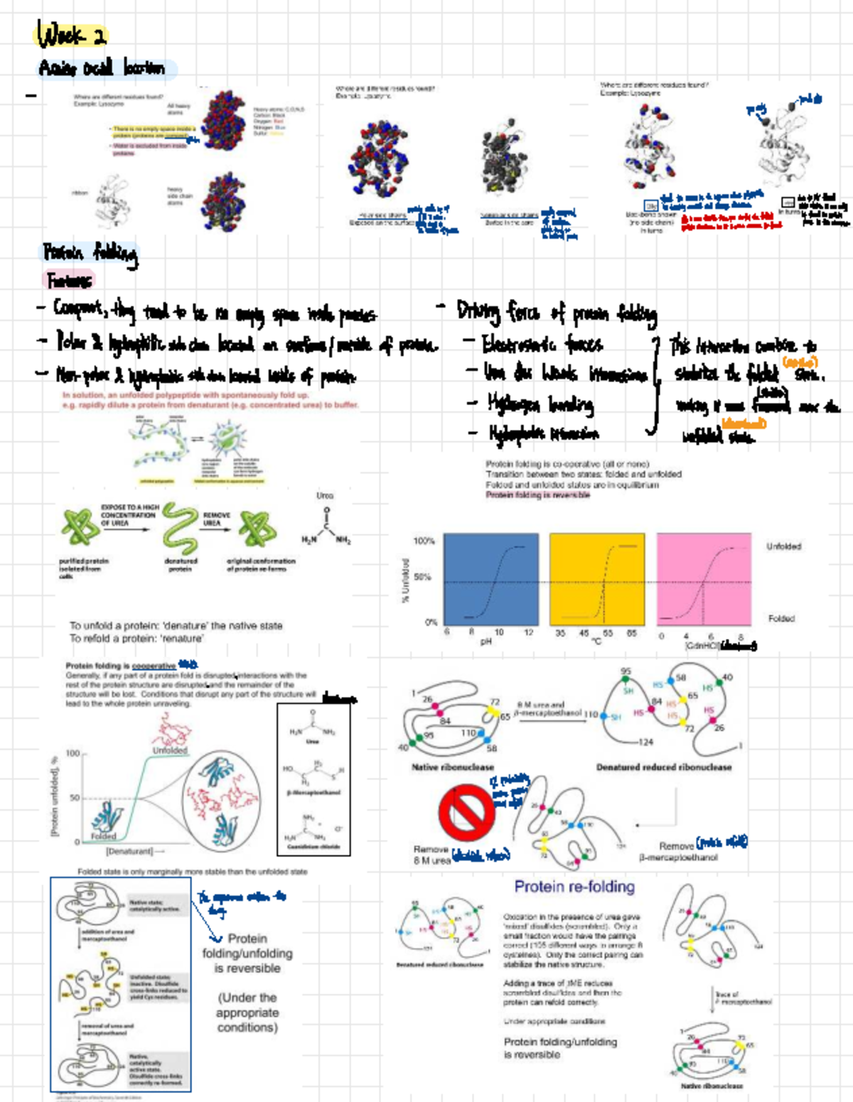 Biochemistry Week 2: Protein Folding and Structure Insights - Studocu