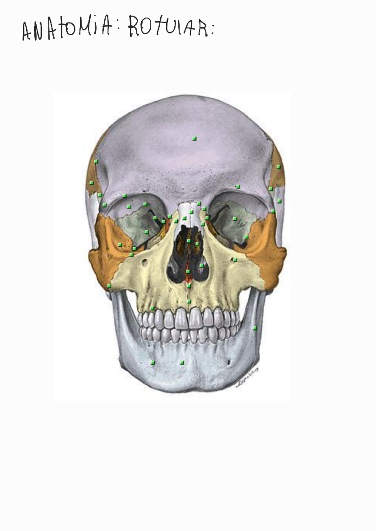 Notas sobre la Fosita Faríngea y Hueso Occipital en Anatomía - Studocu
