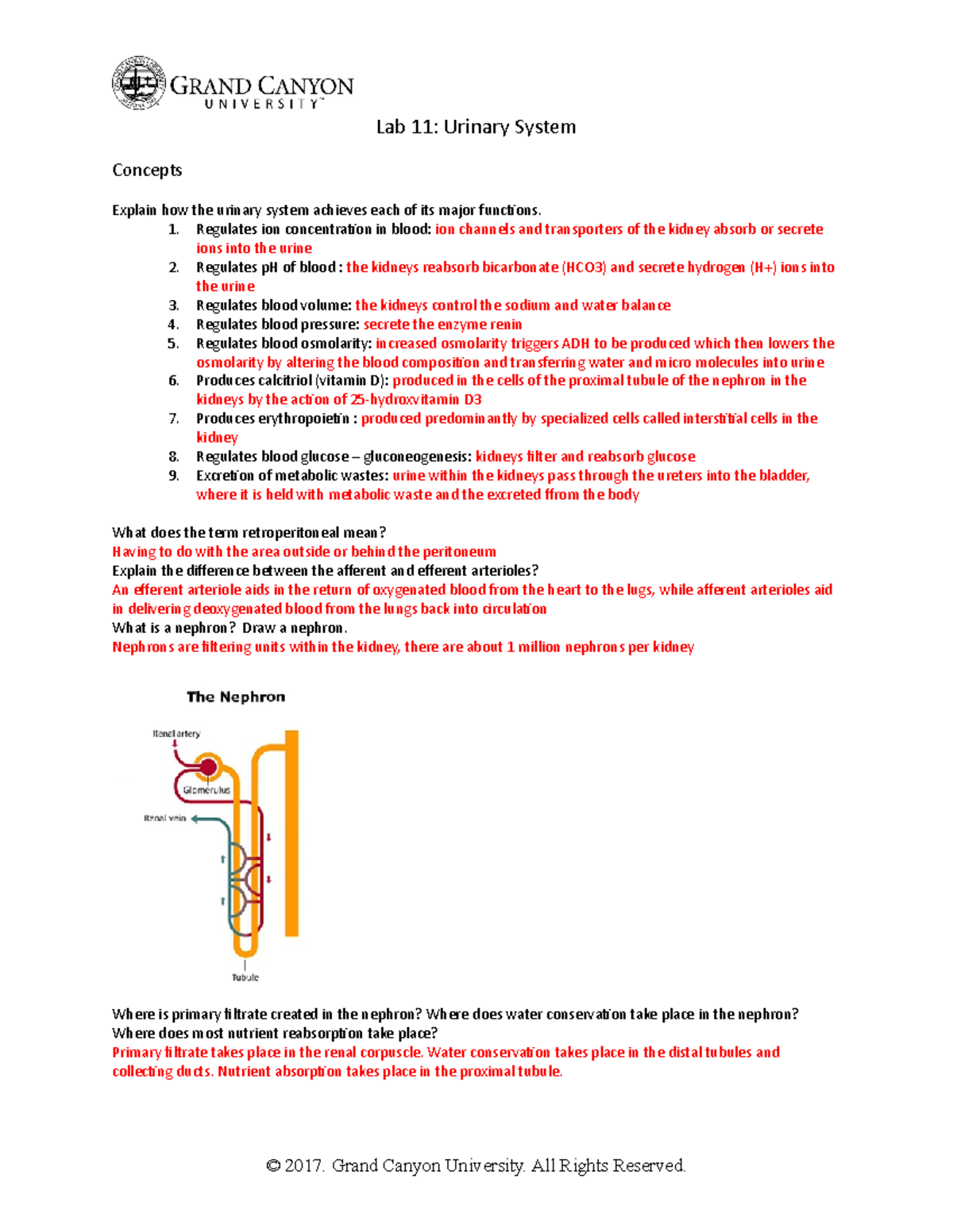 BIO 211L RS Lab Week 11: Understanding the Urinary System Functions ...