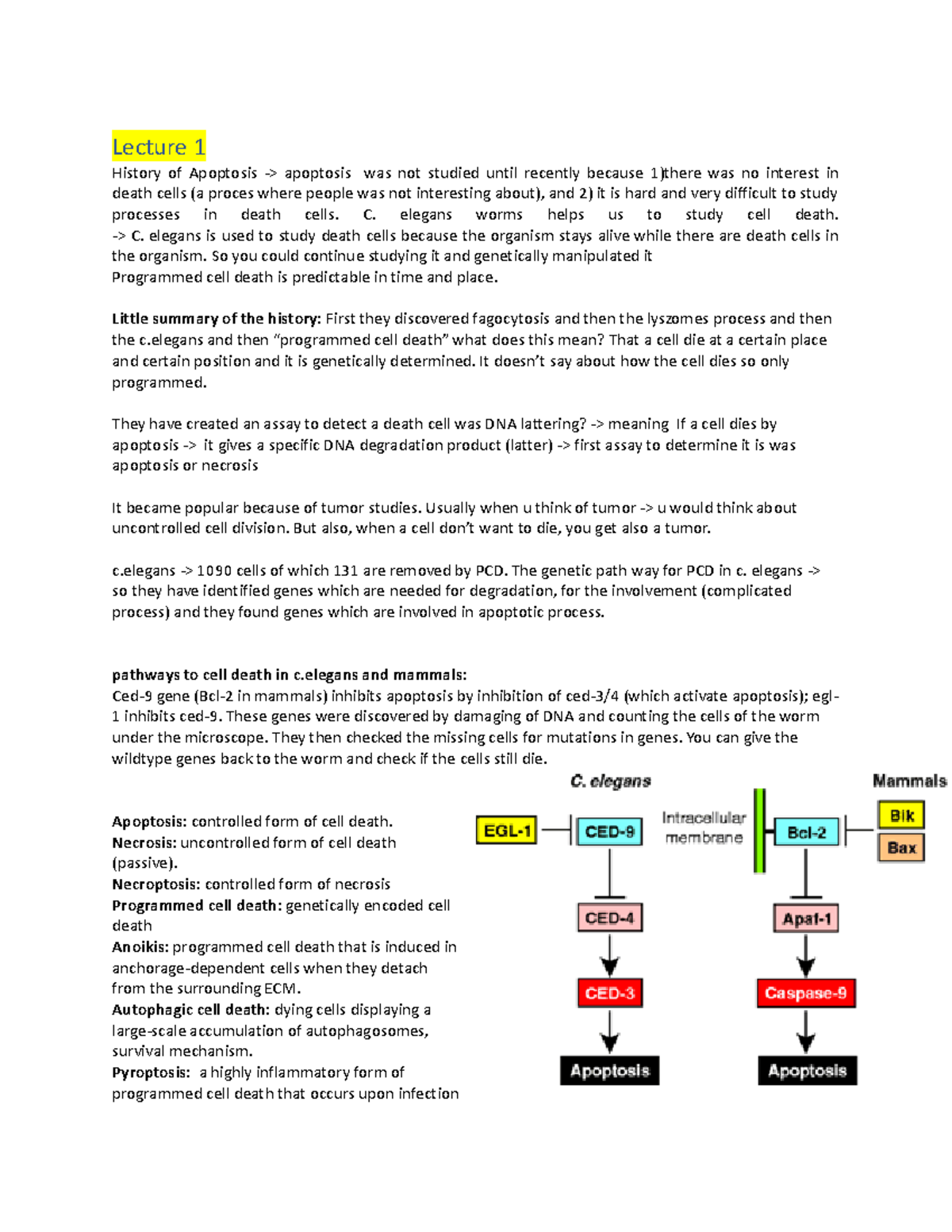 Apoptosis Overview: Lecture Summaries & Key Pathways Explained ...