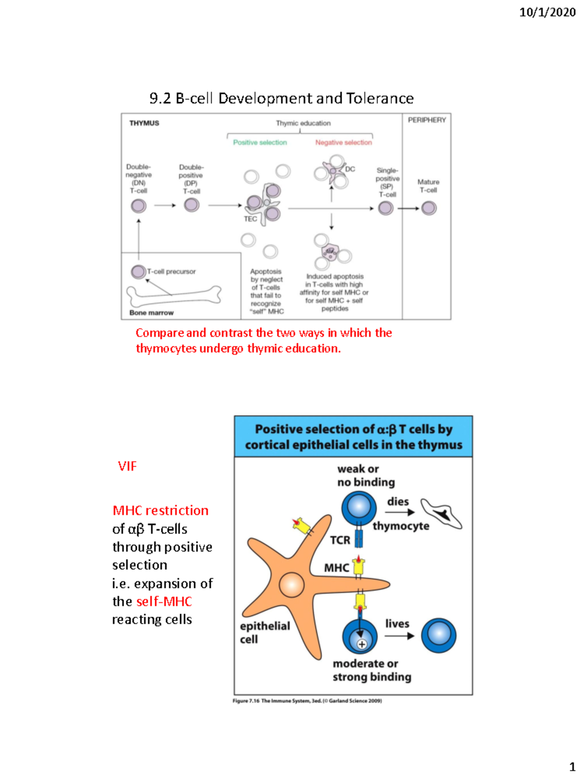 B-cell and T-cell Development and Tolerance Overview (BIO 101 ...