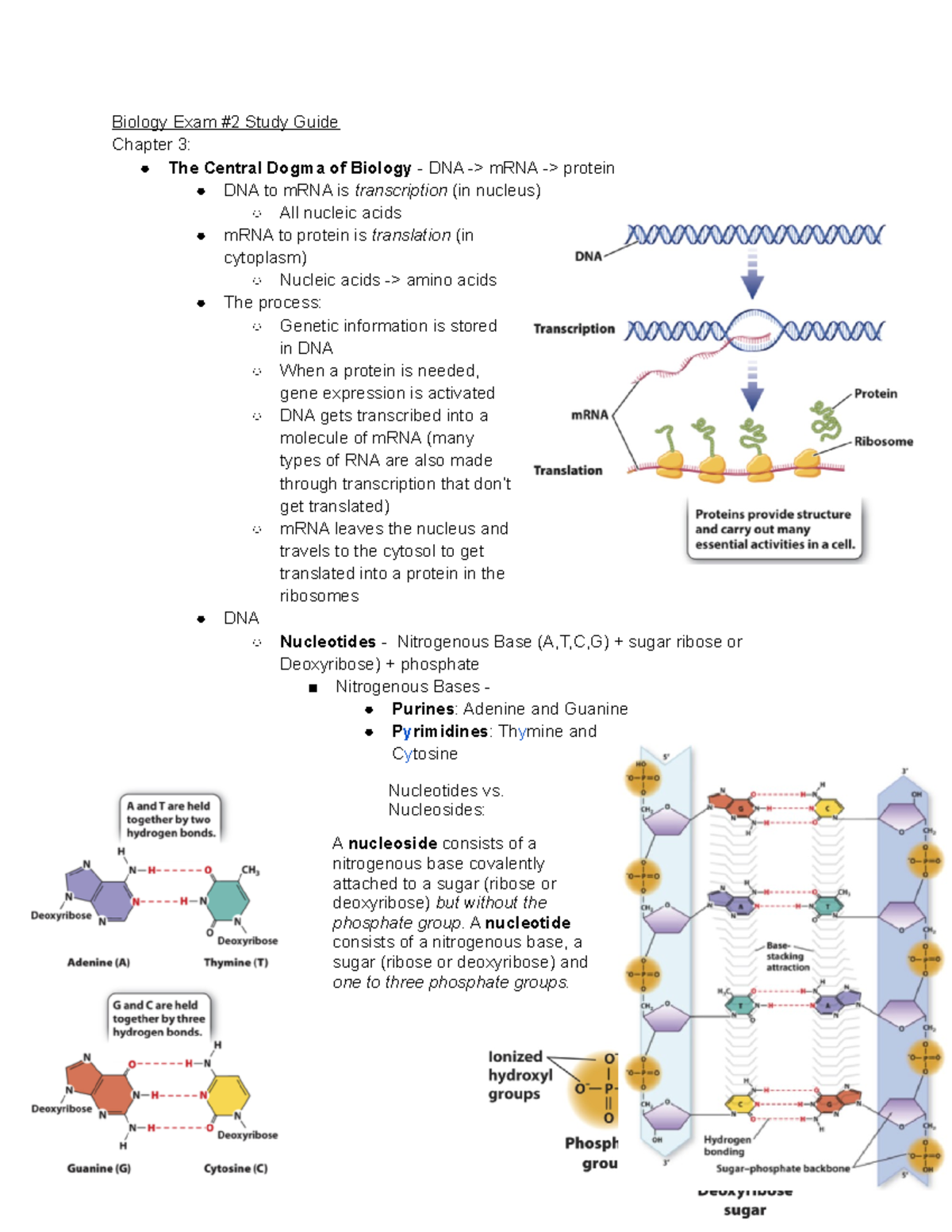 Biology Exam 2 Study Guide: The Central Dogma and Key Processes - Studocu