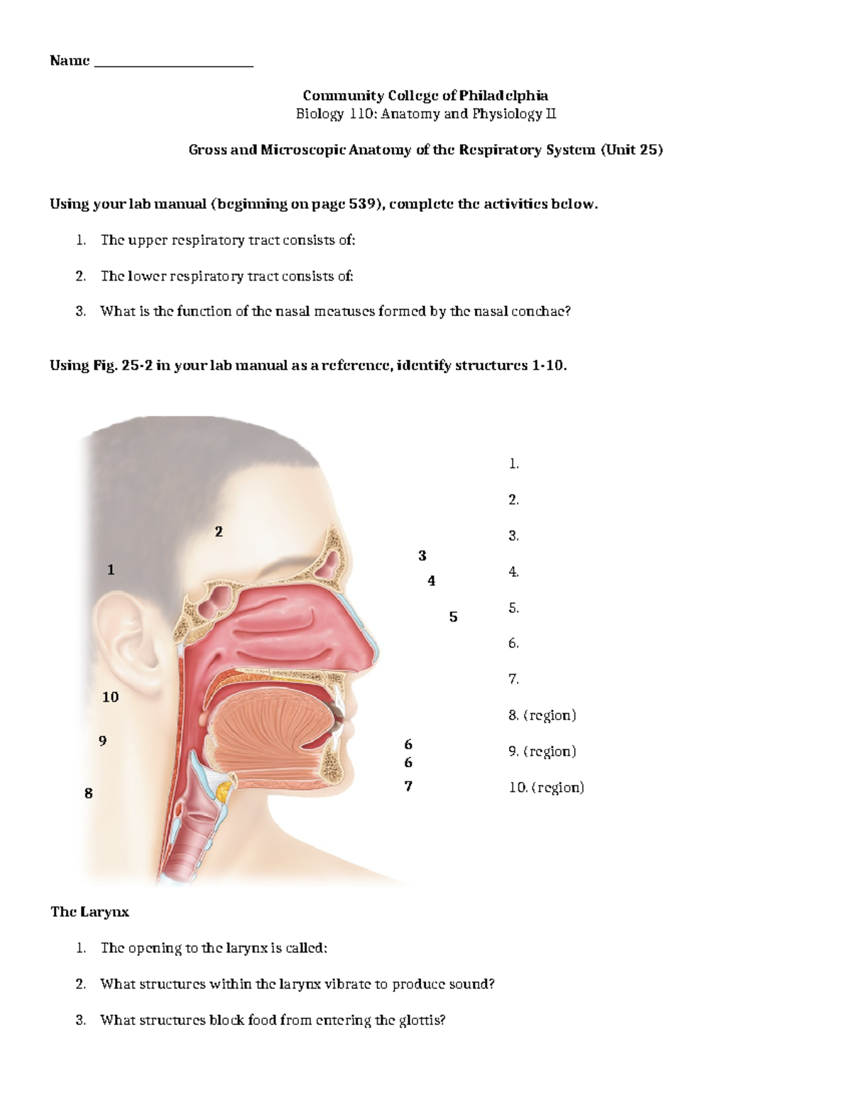 Bio 110: Anatomy of the Respiratory System - Gross & Microscopic ...