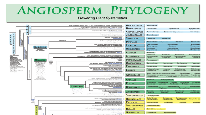 Angiosperm poster 1 - huhuhuh uhBFB SDJFB KJDB F J SDSNCKJ - A sterAles ...