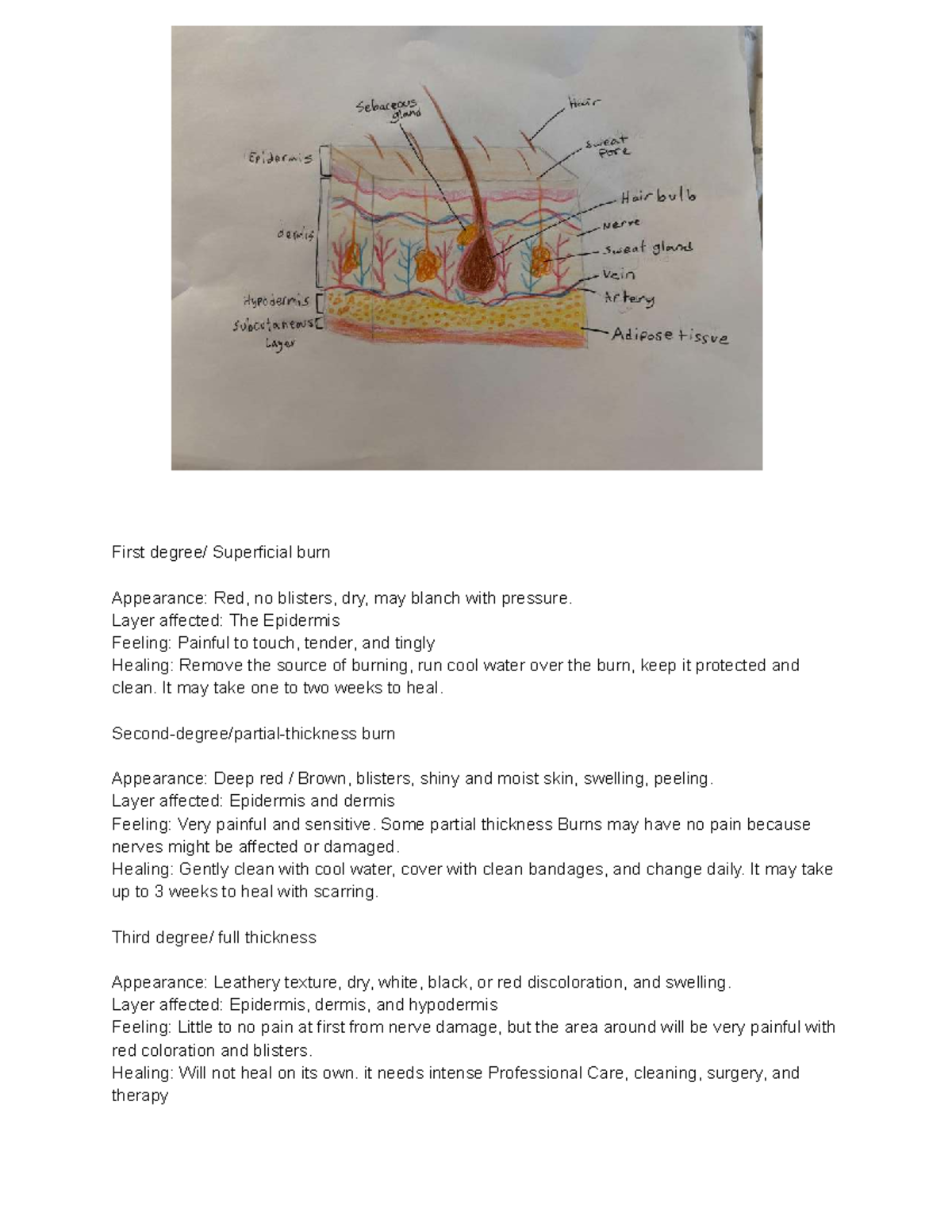 Burn Types and Healing Processes: A Study on Skin Layers - Studocu