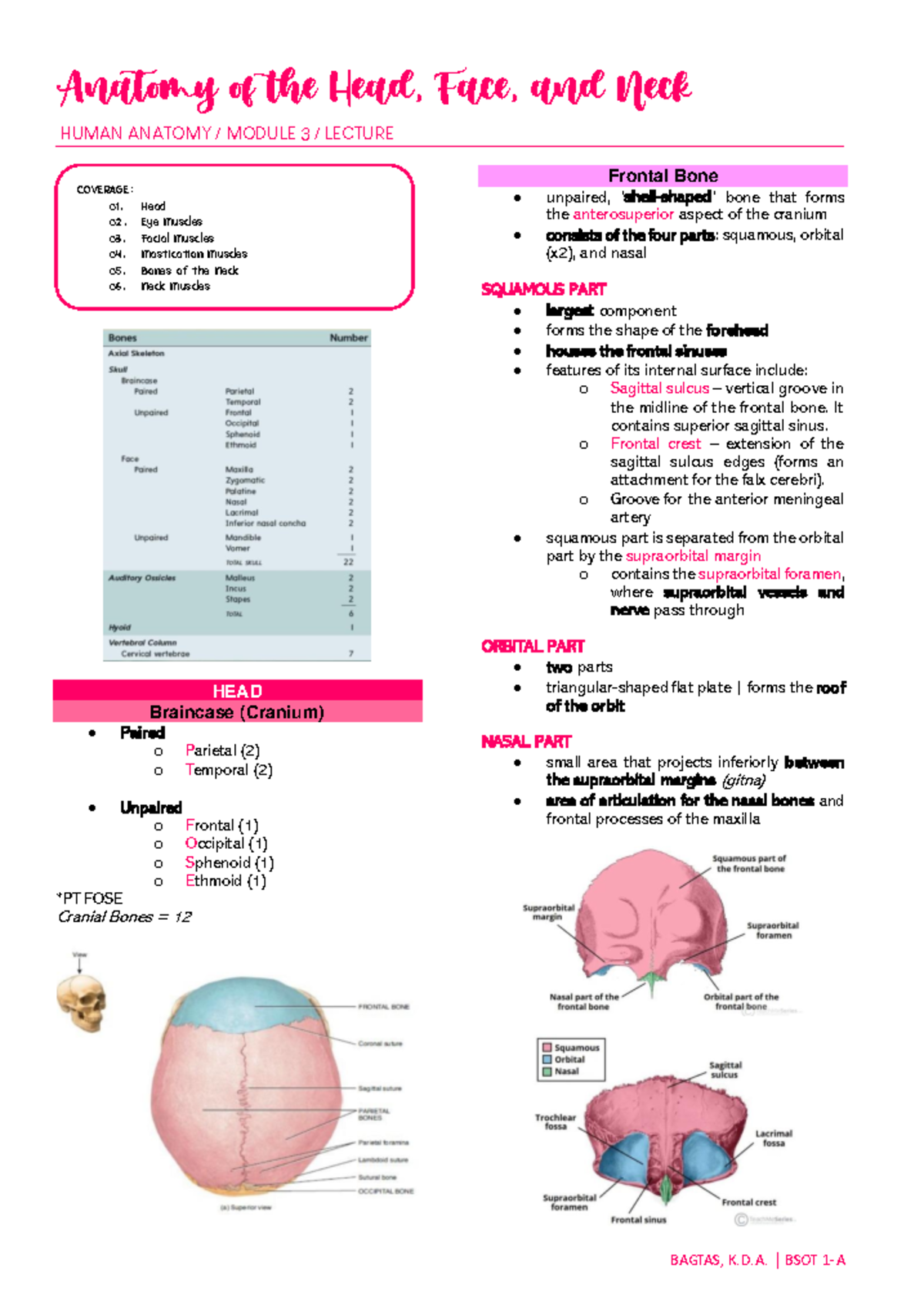 ANA Head, Face, and Neck Module 3 Lecture Notes - Studocu