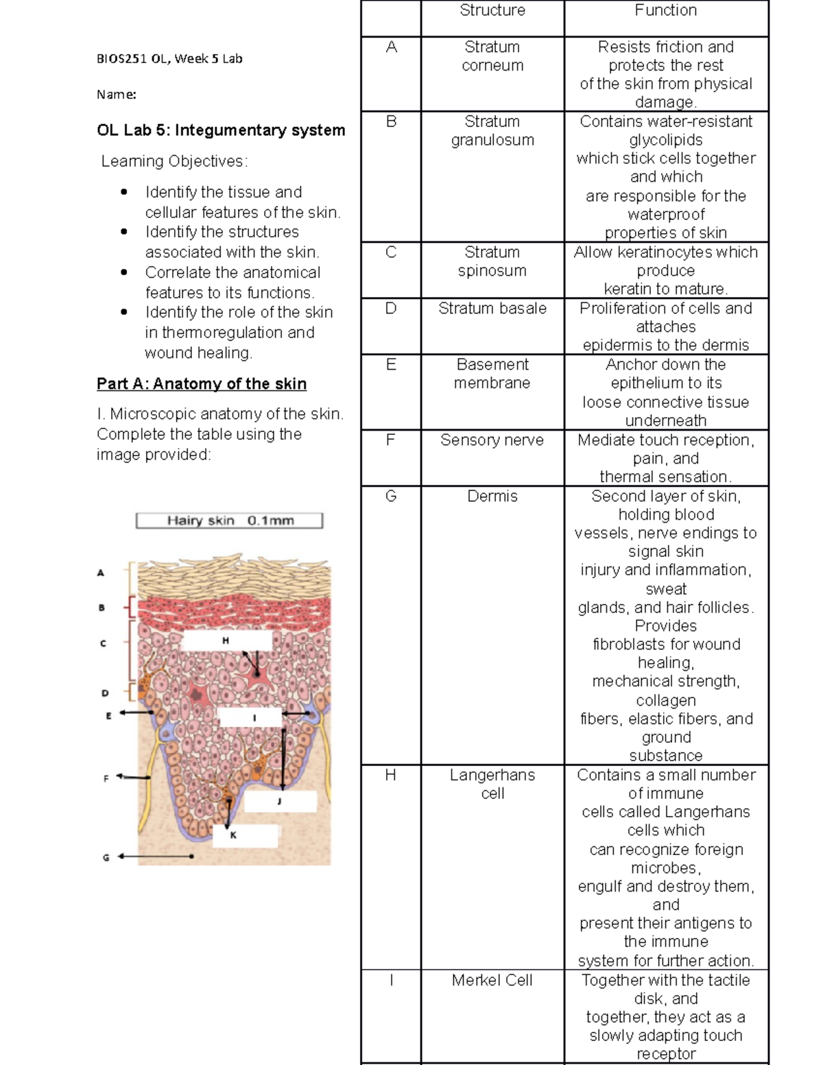 Final LABS BIOS251 Online Labs Week 5-Integumentary system lab ...