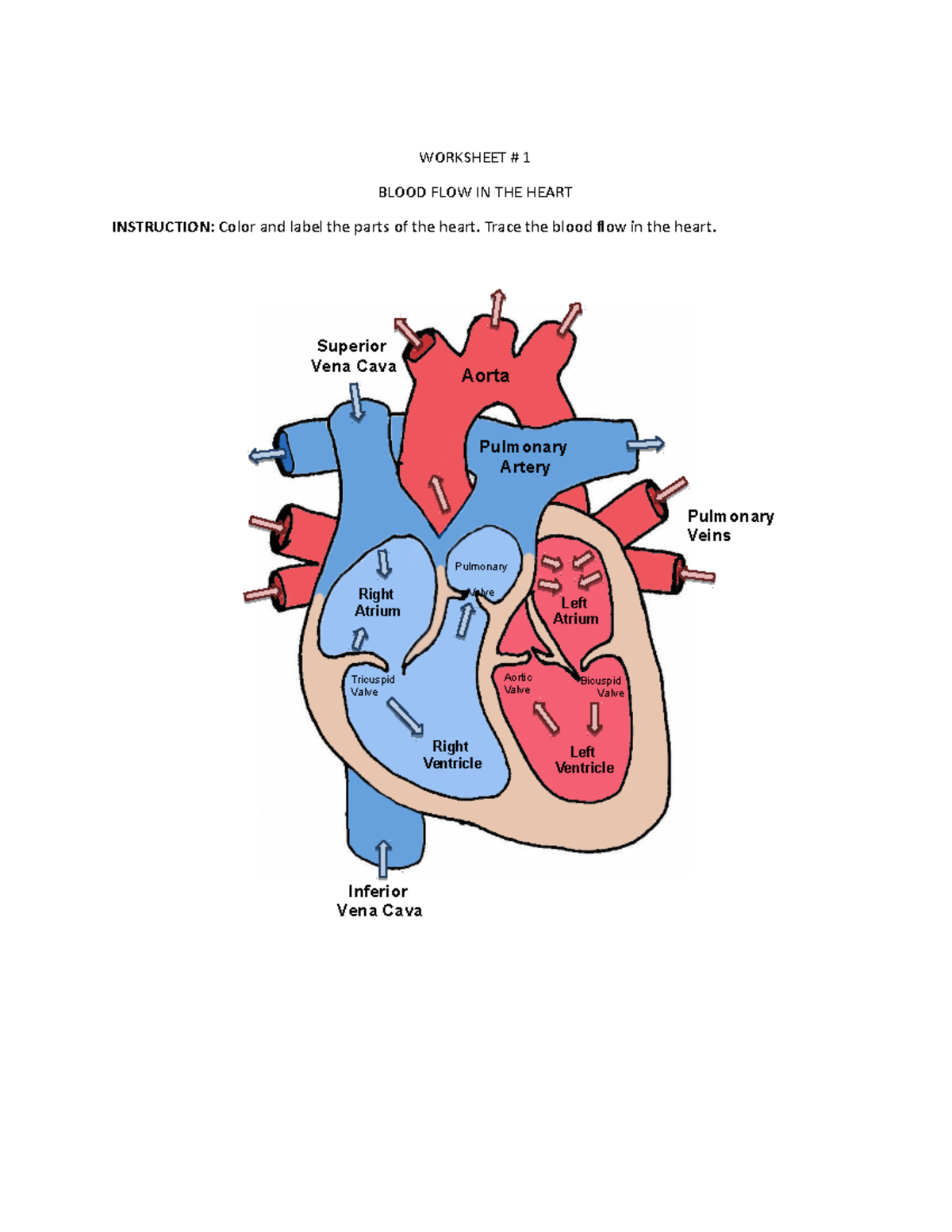Worksheet #1: Blood Flow in the Heart - Anatomy Overview - Studocu