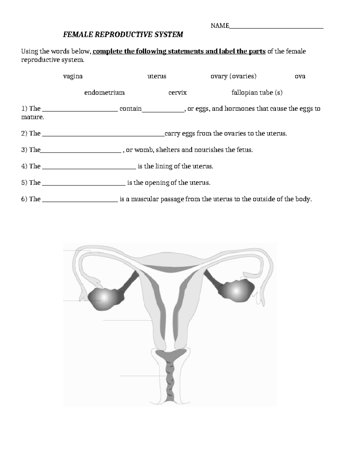 Reproductive system worksheet - NAME FEMALE REPRODUCTIVE SYSTEM Using ...