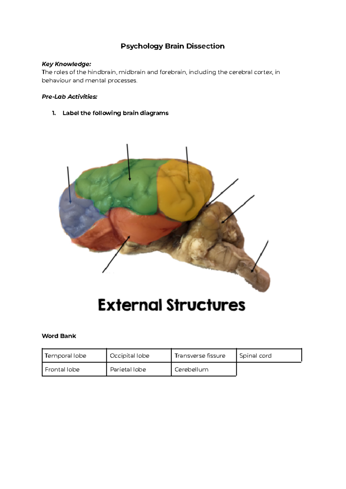 Brain Dissection Lab - Psychology Brain Dissection Key Knowledge: The ...