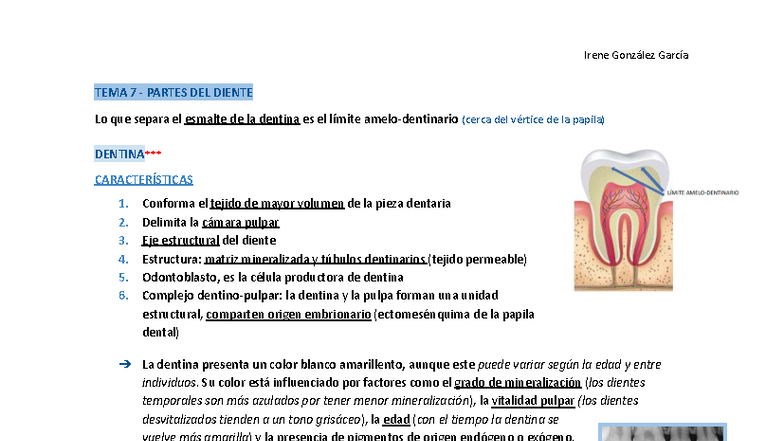 TEMA 7: PARTES DEL DIENTE - Anatomía Odontológica 2SEM - Studocu