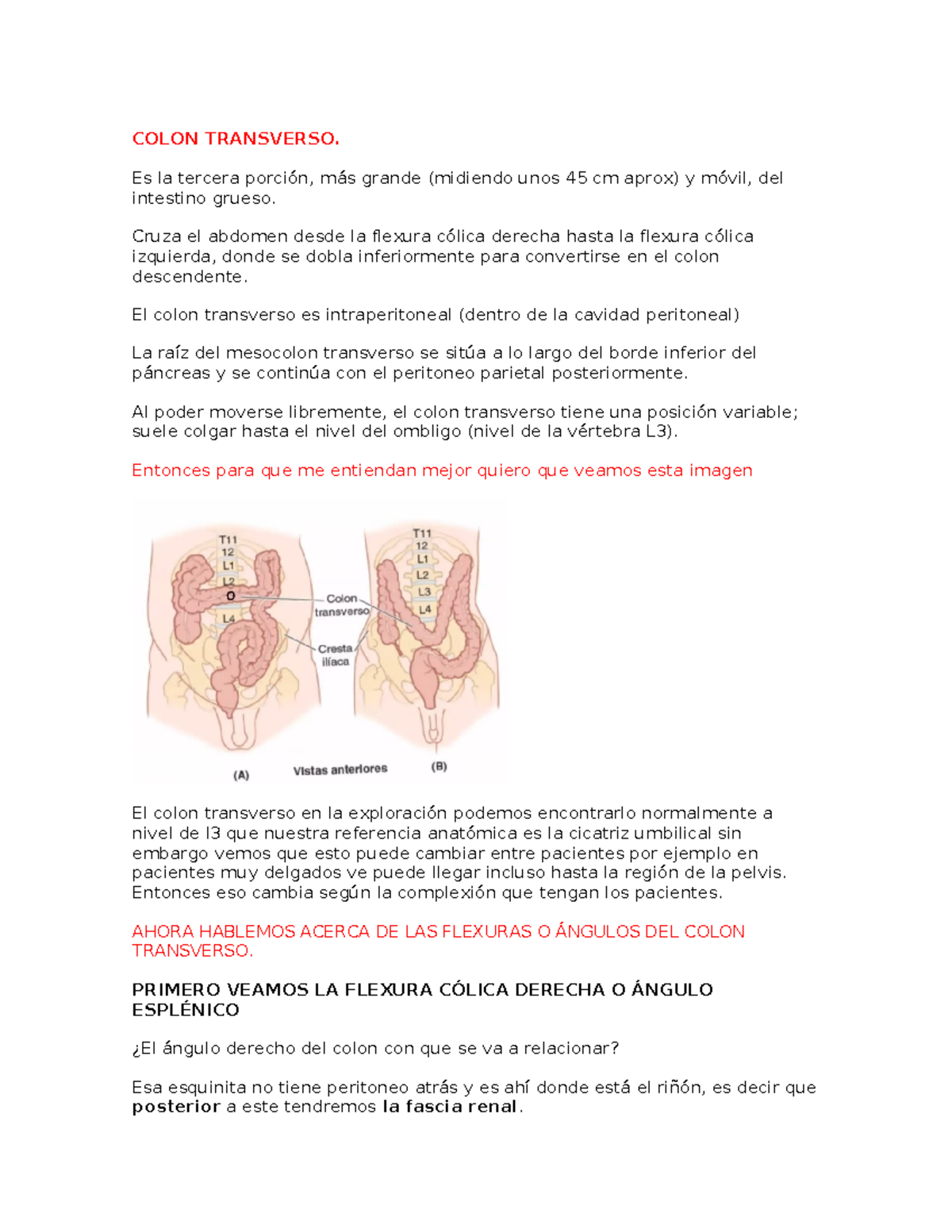 Anatomía del Colon Transverso: Estructura y Funciones Clave - Studocu