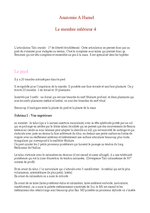 Rétropéritoine cours 1 - Anatomie de la mise en place du rétropéritoine ...