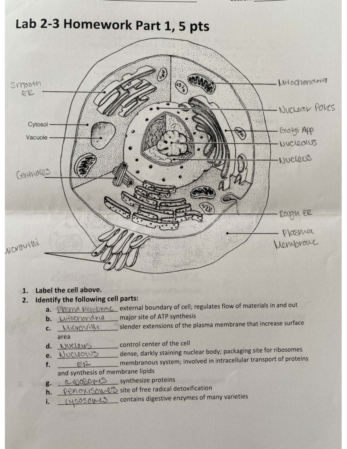 Cell Structure and Function Exam Review Notes for - Studocu