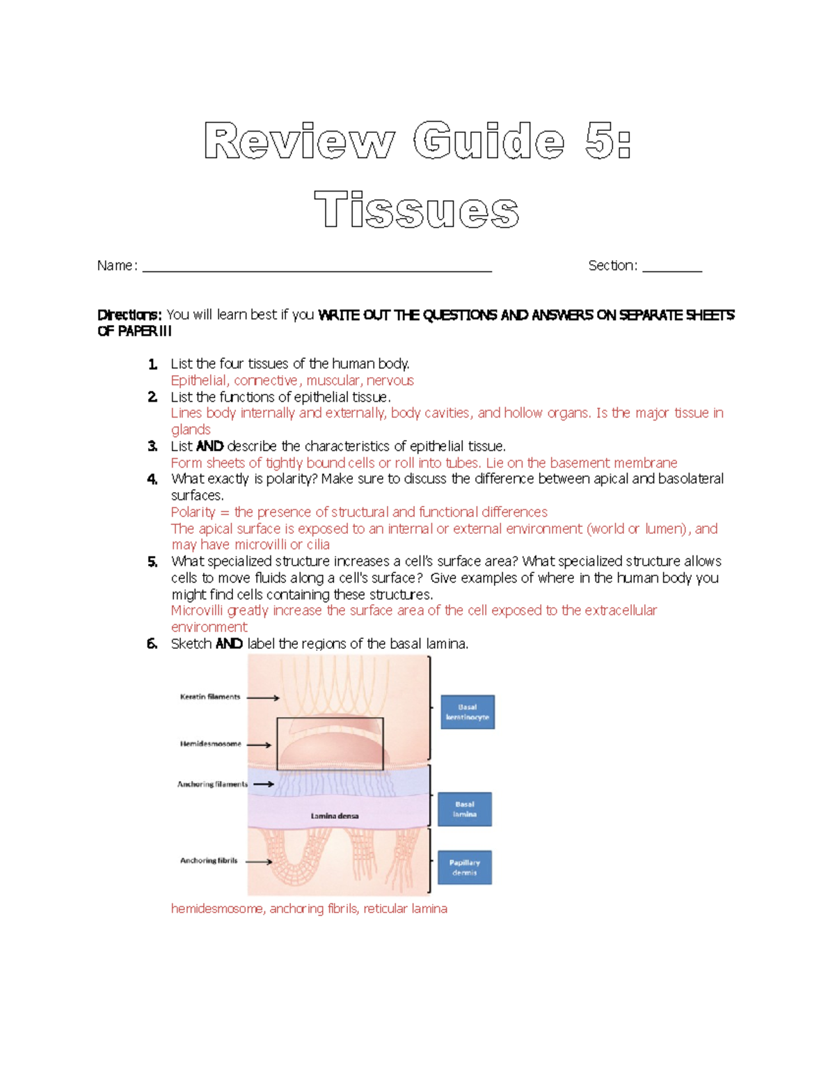 Tissues study guide - Name: _______________________________________________ Section ...