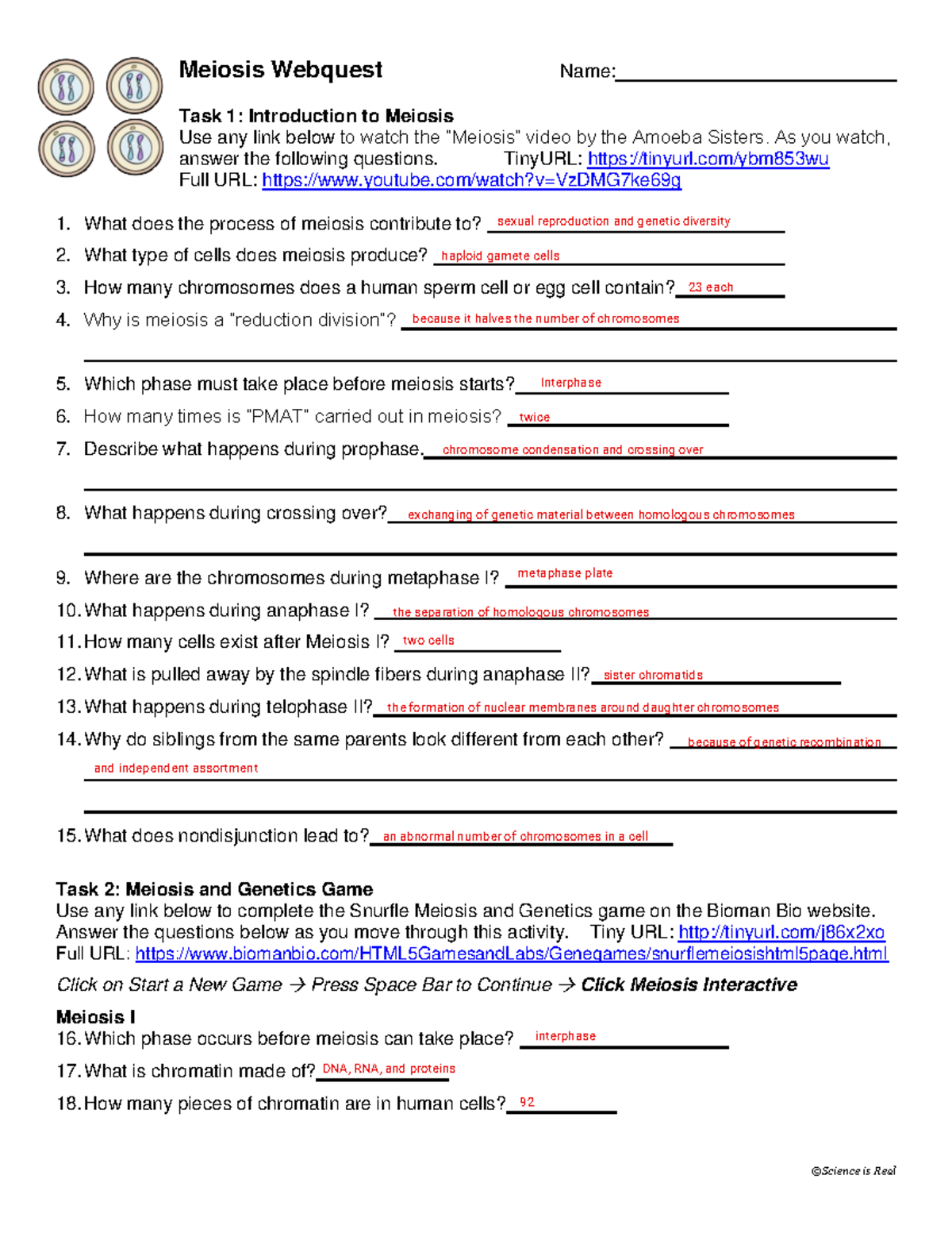 Meiosis Webquest: Understanding Meiosis Process & Genetics Concepts ...
