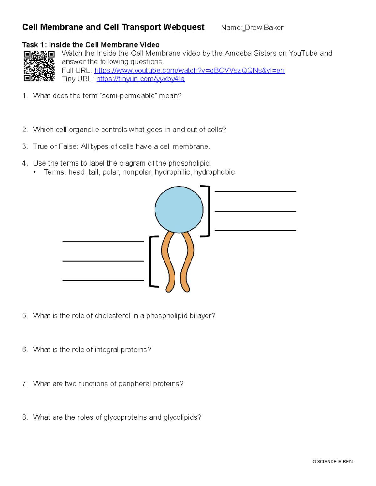 Handout for Cell Membrane and Transport Webquest - Cell Membrane and ...
