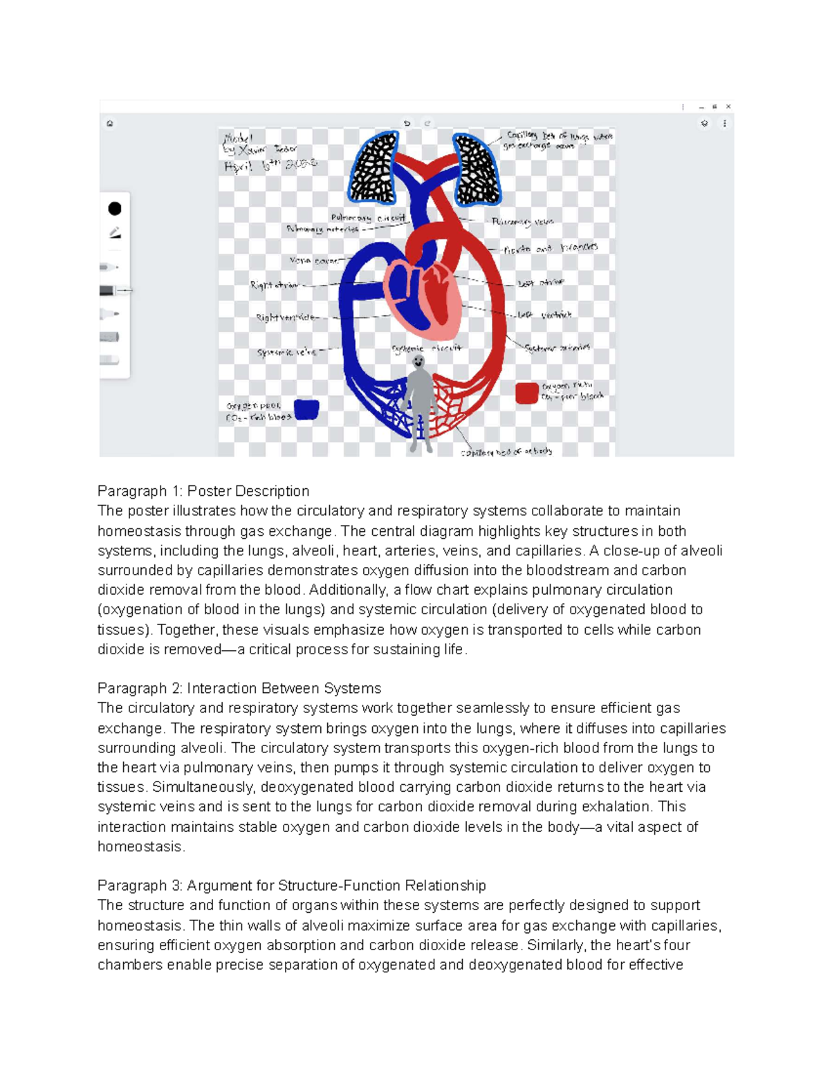 The Circulatory and Respiratory Systems: Homeostasis & Gas Exchange ...