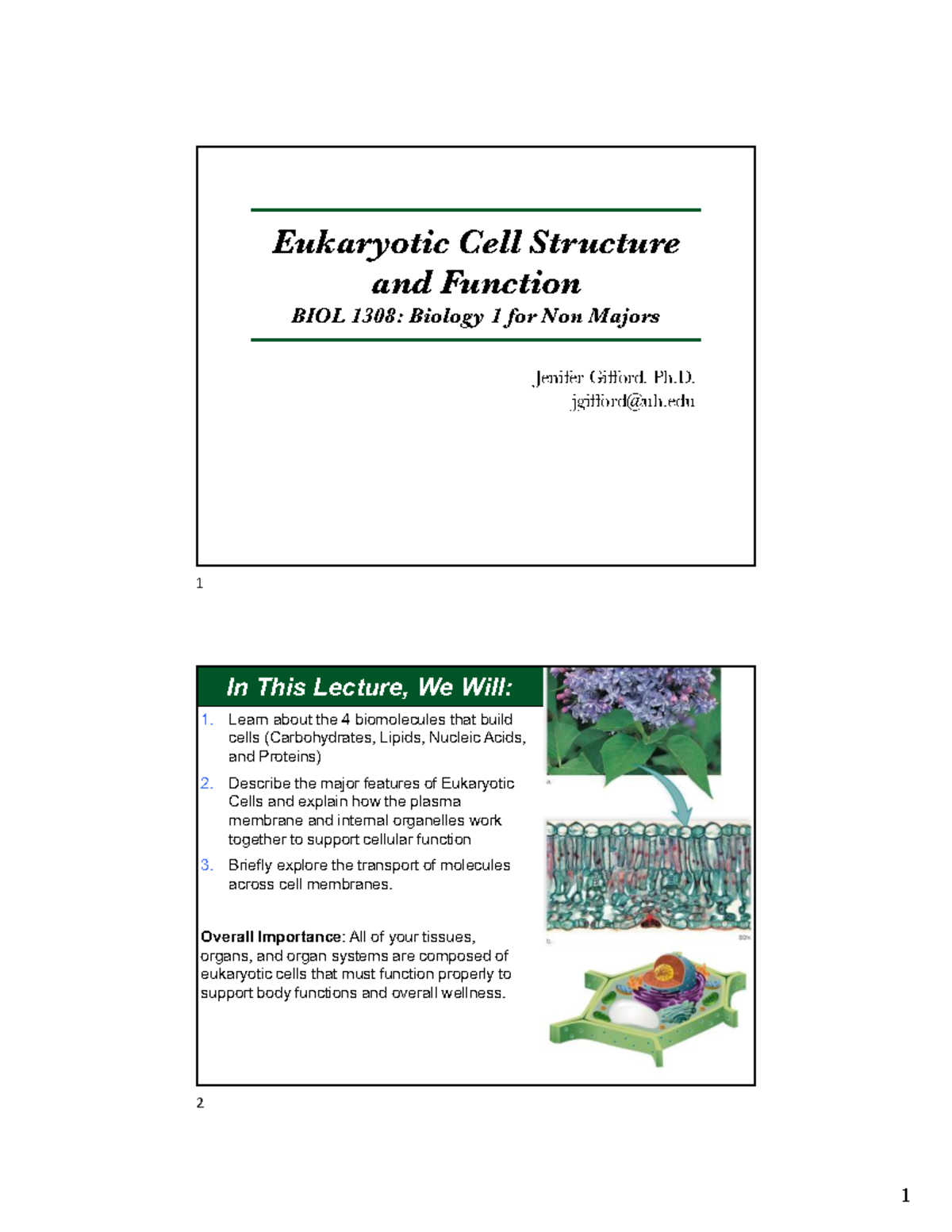 Eukaryotic Cell Structure & Function: BIOL 1308 Lecture Notes - Studocu