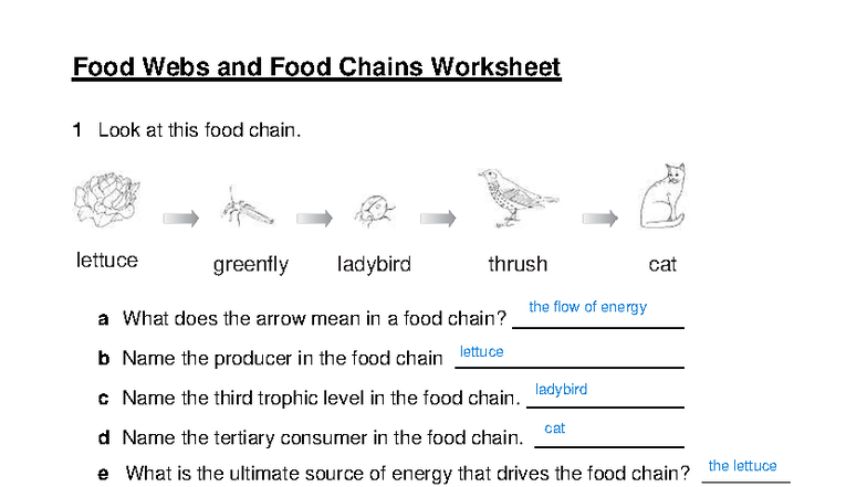 Food Webs and Food Chains Worksheet 1: Understanding Energy Flow - Studocu