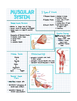 BIO2402-Respiratory study guide - Respiratory system Anatomy of the ...