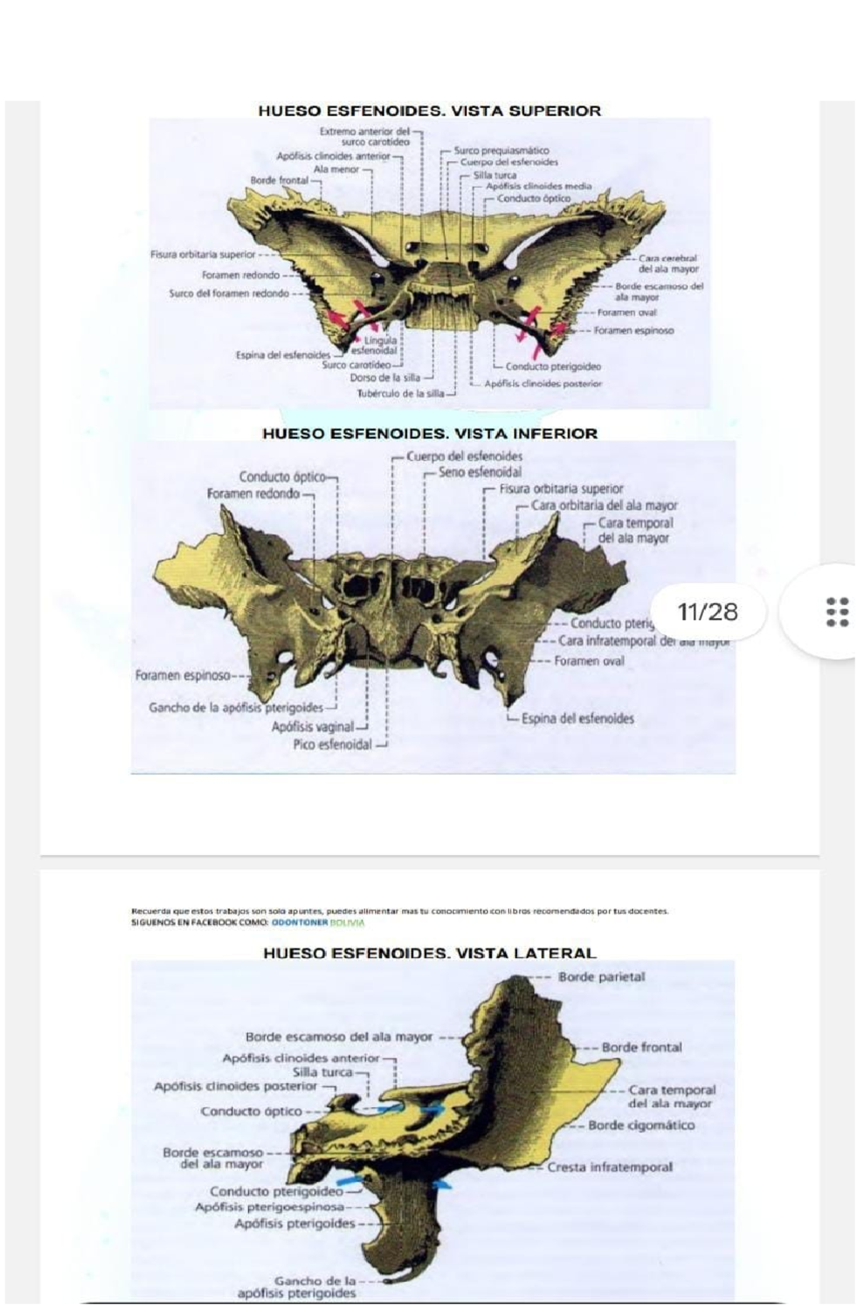 HUESO ESFENOIDES: Vistas Superior, Inferior y Lateral - Anatomía - Studocu