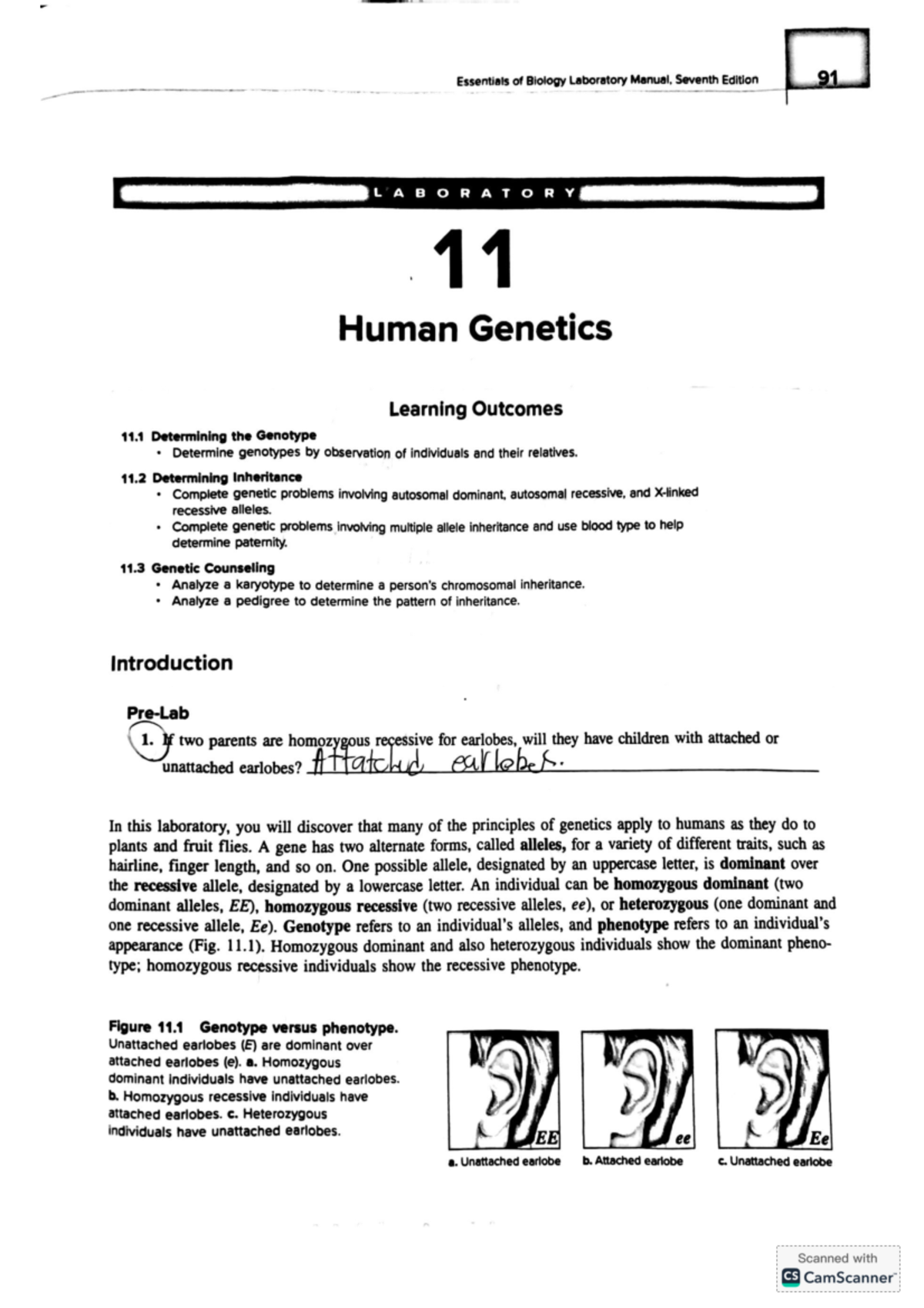 Lab 11 - Human Genetics: Genotypes, Inheritance & Chromosomal Disorders ...