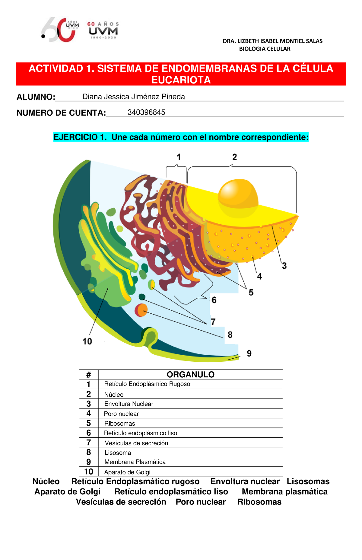 Actividad 1. Sistema DE Endomembranas DE LA Célula Eucariota - BIOLOGIA ...