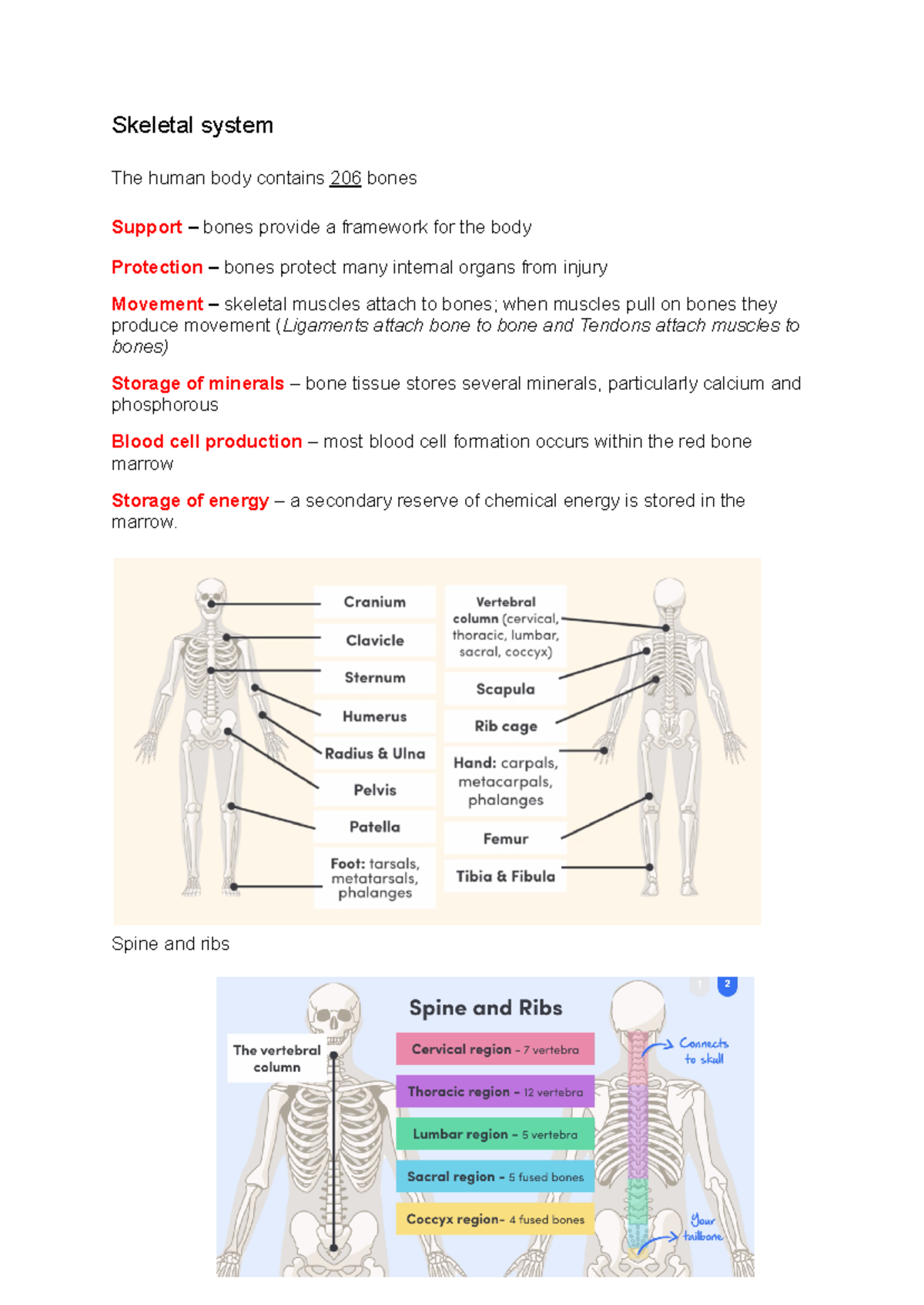 Skeletal System Overview - PDHPE Final Exam Notes - Studocu