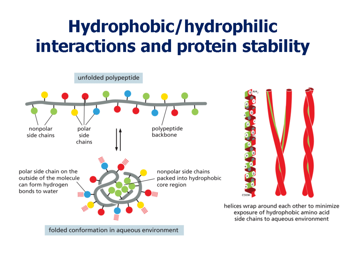 Bio 211 Final Exam Notes: Hemoglobin Structure and Function ...
