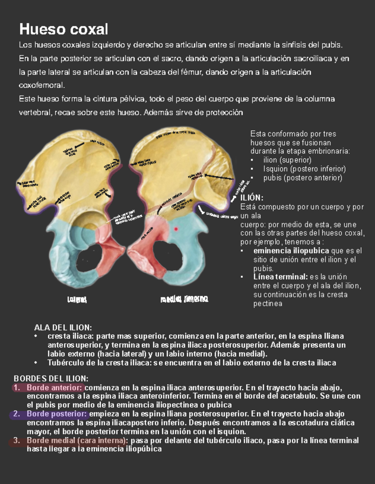 Hueso Ilaco O Coxal Anatomia Funcin Lesiones Y Sus Partes